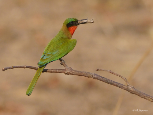 Subspecies Merops bulocki bulocki · iNaturalist
