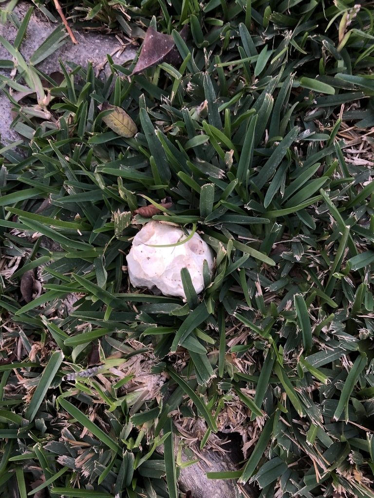Fungi Including Lichens from Las Dalias, Departamento de Lima, PE on ...