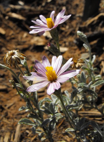 common sand-aster (Subspecies Corethrogyne filaginifolia filaginifolia ...
