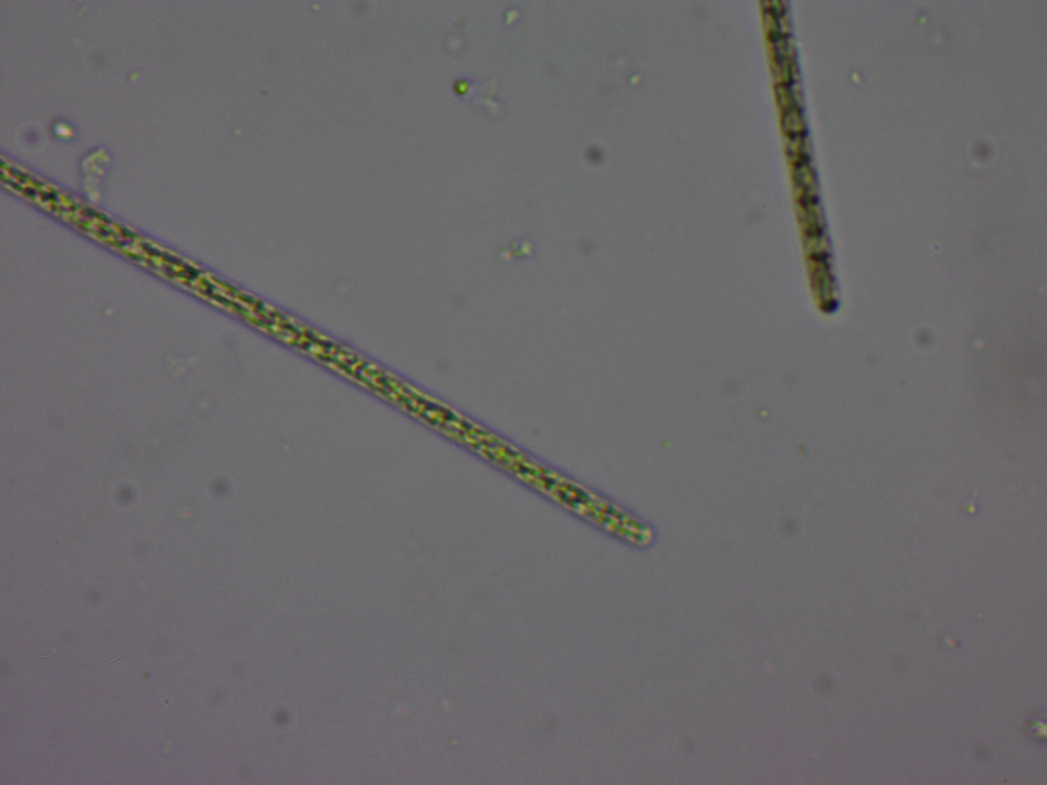 Planktothrix Anagnostidis & Komárek, 1988