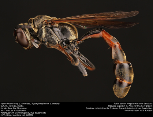 Black Reed Wasp (Trypoxylon spinosum)