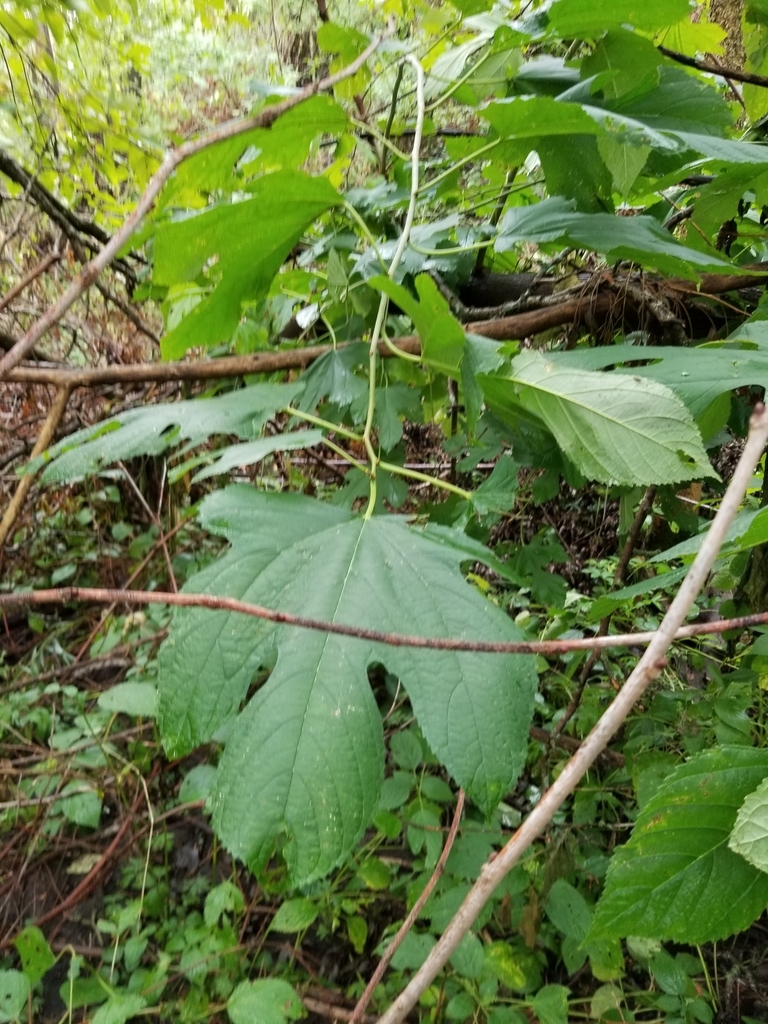 red mulberry from Milford, IA, USA on September 10, 2020 at 03:53 PM by ...