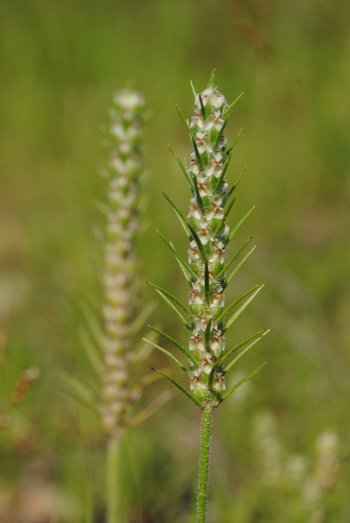 bracted plantain (Farmerville meadow) · iNaturalist