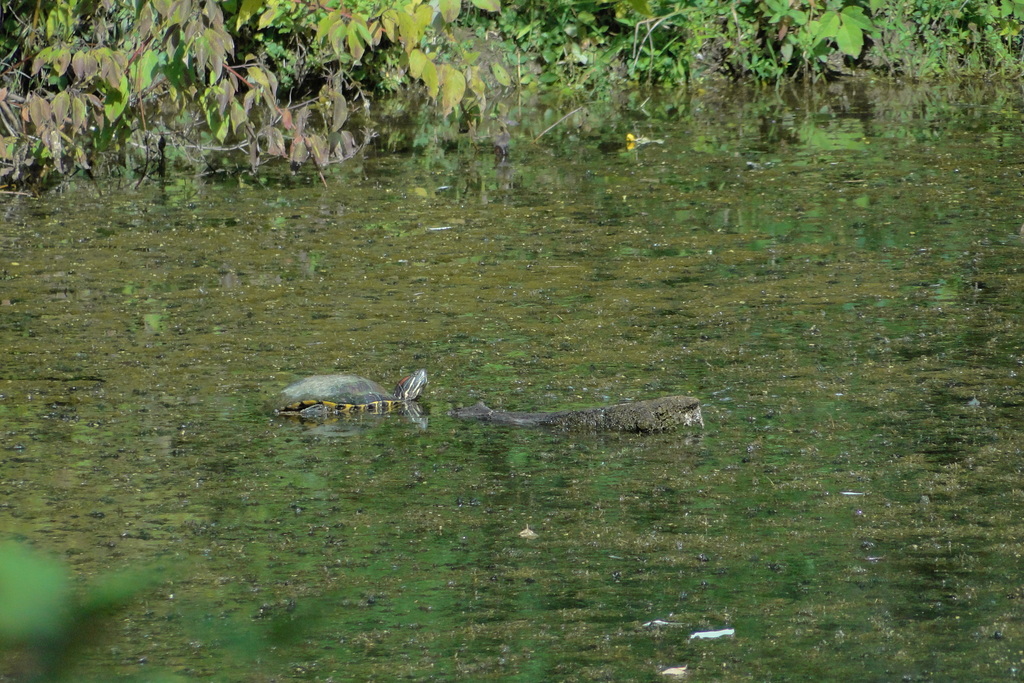 Red-eared Slider from 56 Game Farm Rd, Delmar, NY 12054, USA on ...
