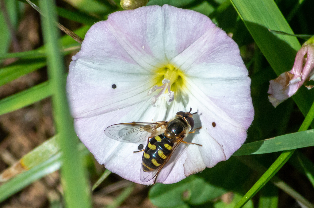 Black-tailed Aphideater from Kent, UK on August 22, 2020 at 01:15 PM by ...