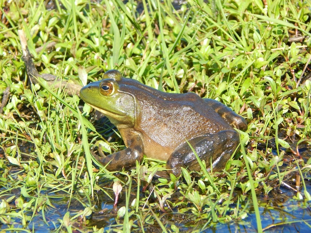 American Bullfrog from Canyon, TX, US on September 10, 2020 at 04:37 PM ...