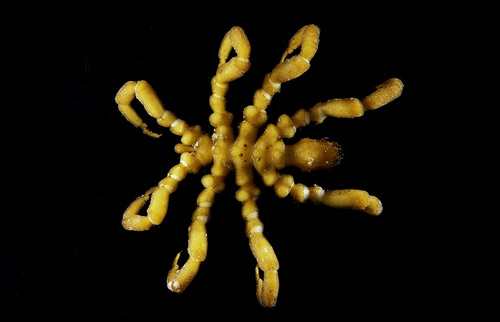 Pycnogonum nodulosum · iNaturalist