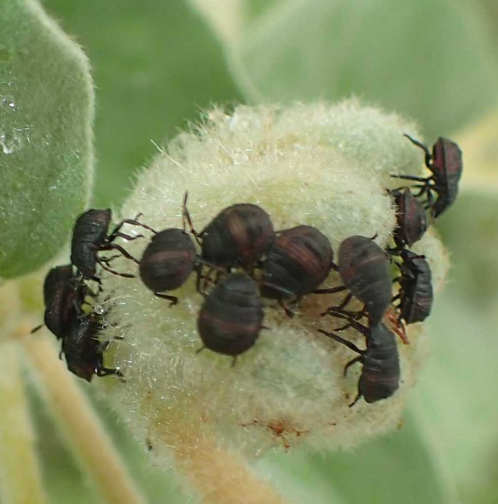 Stink Bugs, Shield Bugs, and Allies from Rockdale County, GA, USA on ...