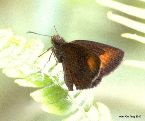 Genus Idmon · iNaturalist