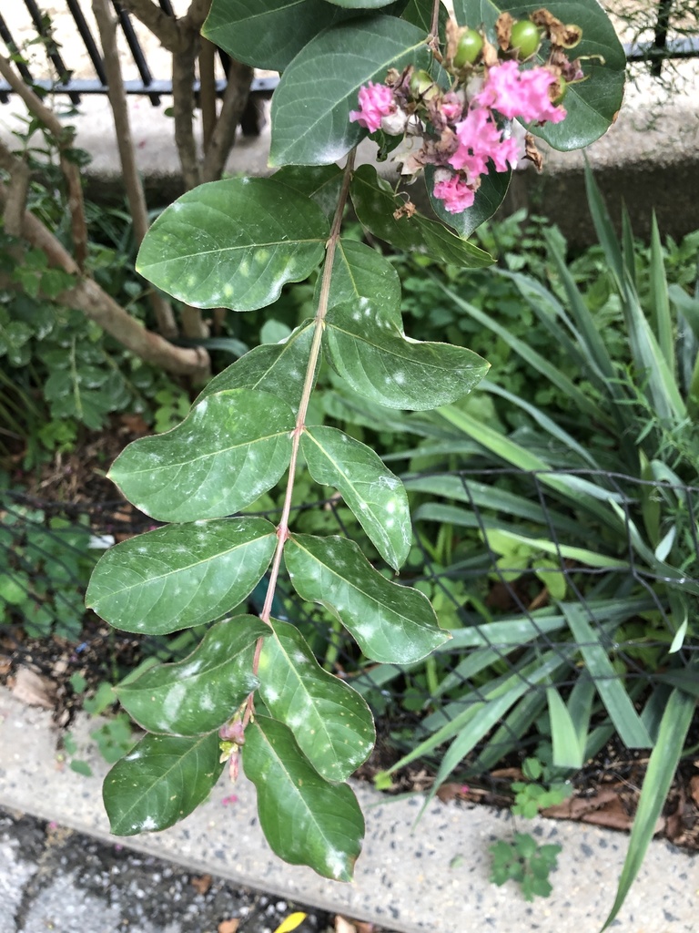 Crape Myrtle Mildew from Carl Schurz Park, New York, NY, US on ...