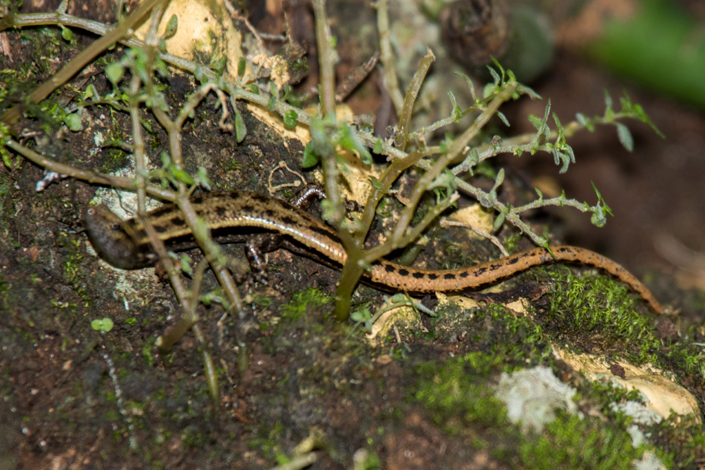 Moth Skink from Koror, Palau on July 16, 2017 at 11:09 PM by David R ...