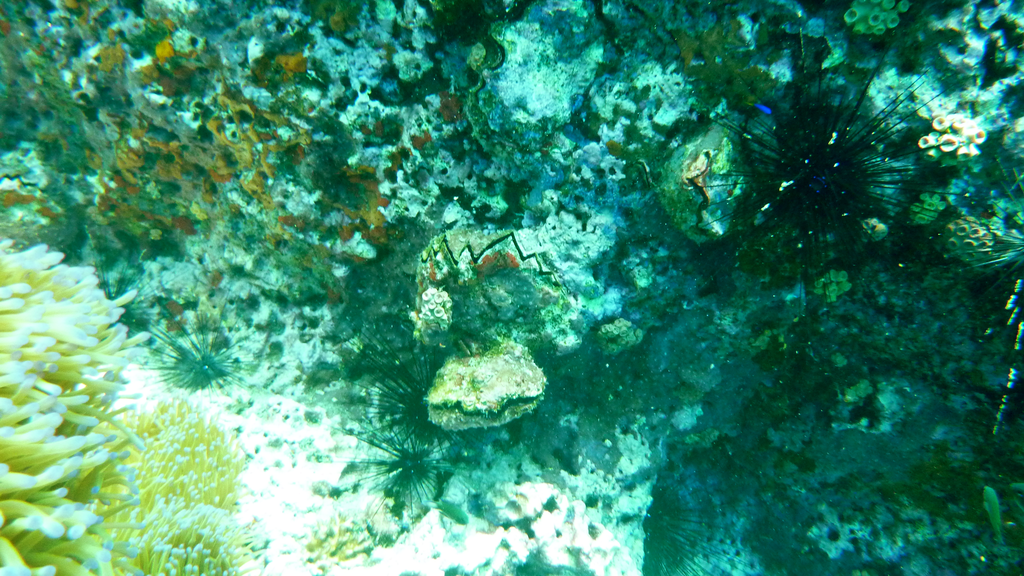 Giant honeycomb oyster (Marine Biodiversity in the Gulf of Thailand ...