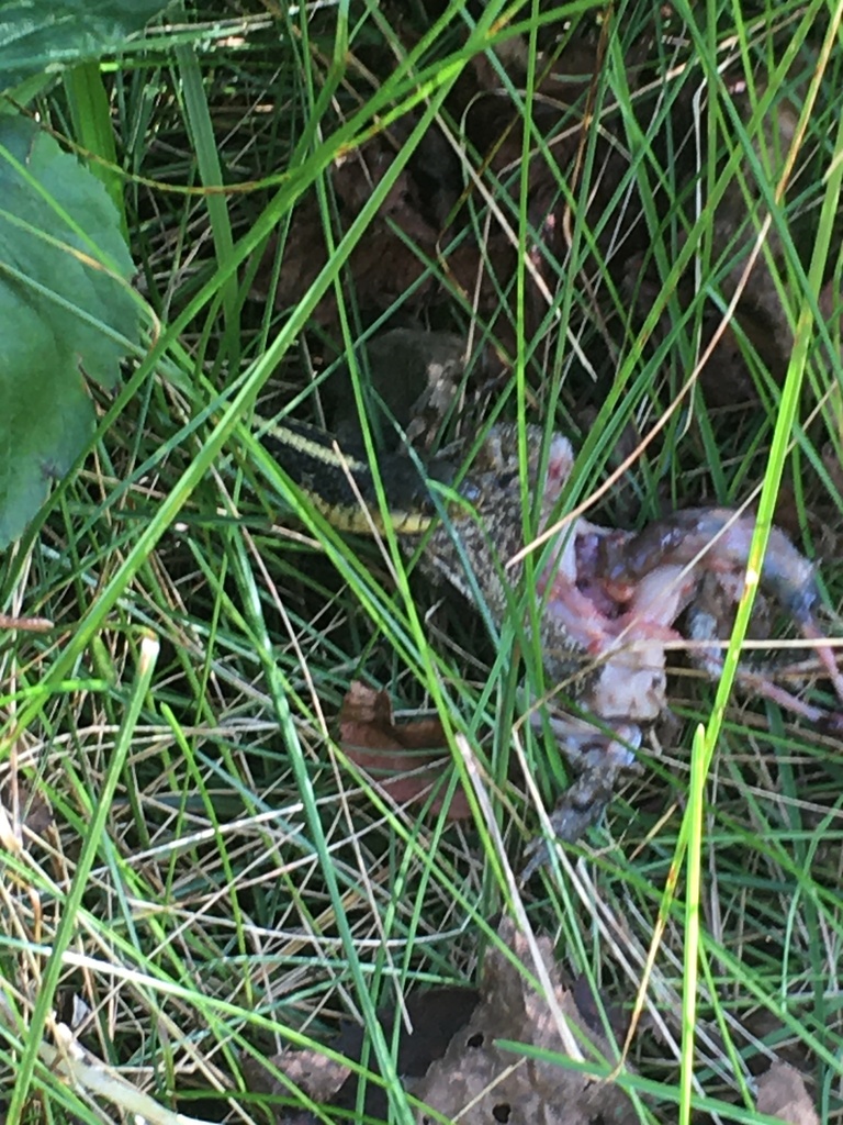 Common Garter Snake from Northfield, MN, US on September 10, 2020 at 04 ...