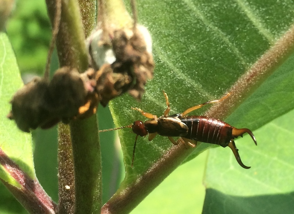 European Earwig Complex from Midland, ON, Canada on July 21, 2017 at 01 ...