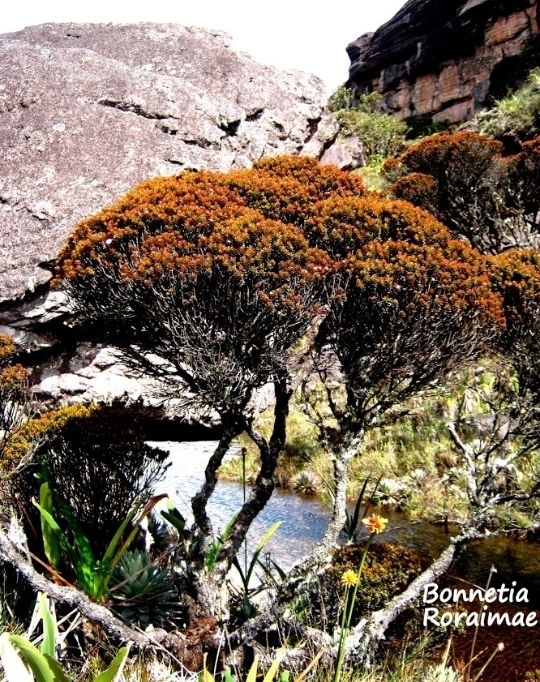 Bonnetia roraimae Oliv.