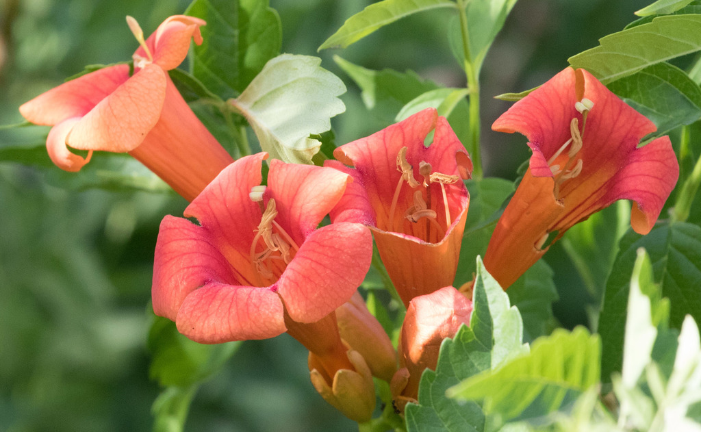 bignonia family (Bignoniaceae) - Botanical Realm
