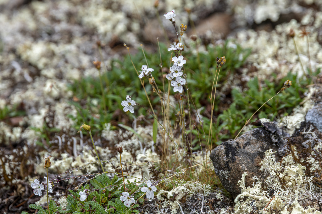 (Eremogone tschuktschorum) - Botanical Realm