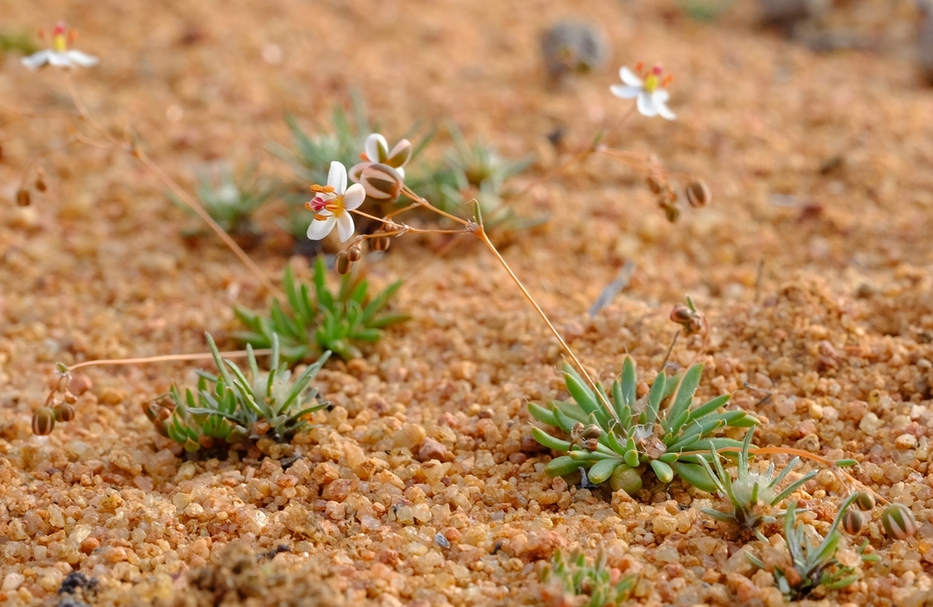 Rocket Spookasem from N Matjiesfontein 2 on August 25, 2020 at 05:13 PM ...