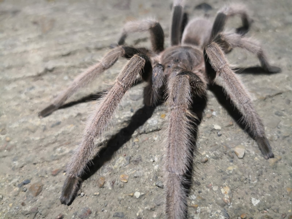 Asia-Pacific Tarantulas from Coron on November 5, 2019 at 09:40 PM by ...