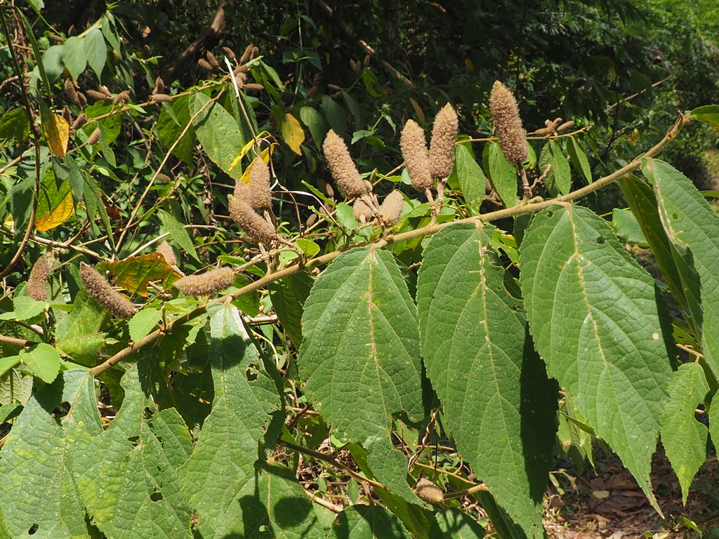 (Helicteres hirsuta) - Botanical Realm