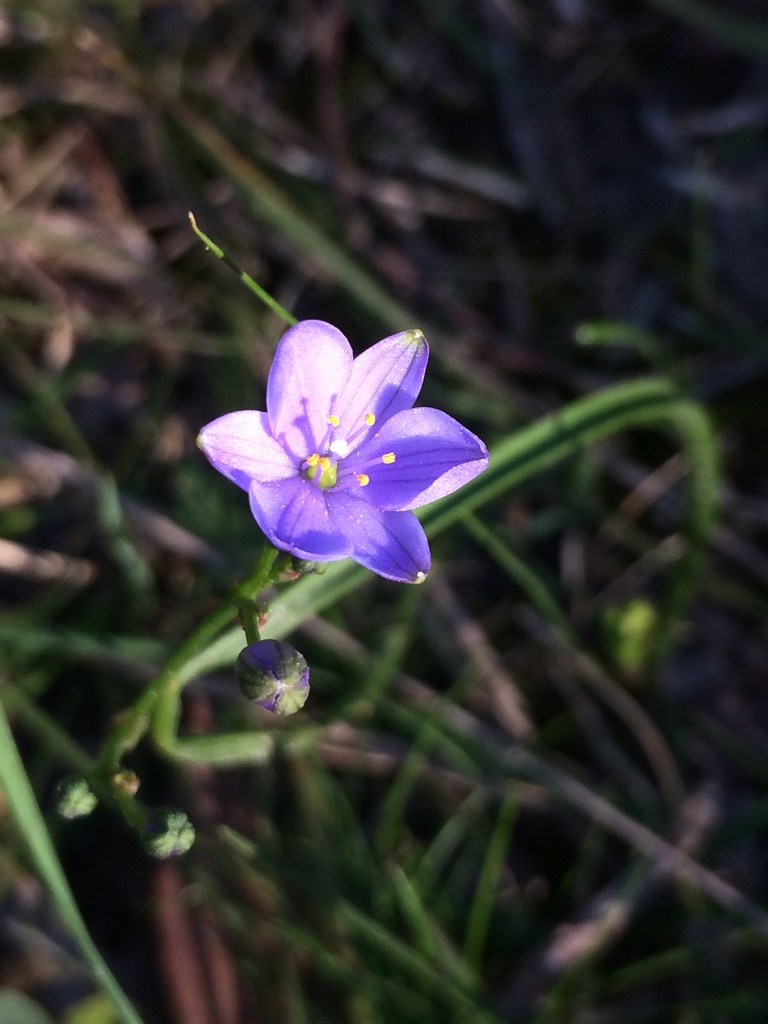 Blue Stars from Melbourne VIC, Australia on September 10, 2020 at 04:44 ...