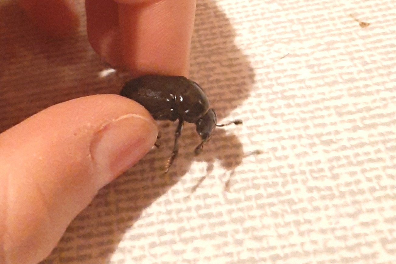 Nicrophorus germanicus (Linnaeus, 1758)