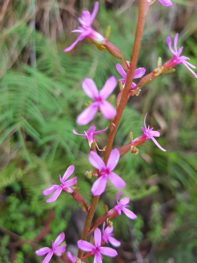 Grass Triggerplant in September 2020 by Michelle Colpus · iNaturalist