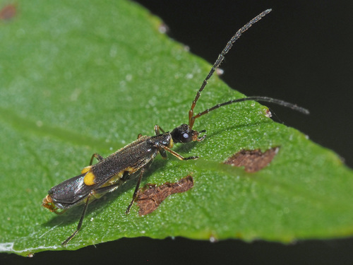 Malthodes dispar · iNaturalist Mexico