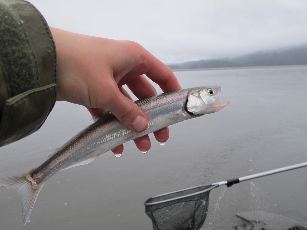 Eulachon (Thaleichthys pacificus) - Marine Life Identification