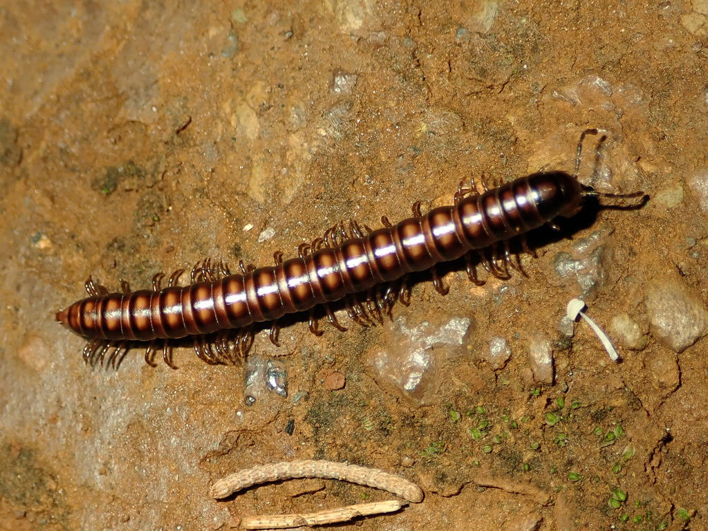 Eugnatha from Dumbea, New Caledonia on January 15, 2020 at 08:01 PM by ...