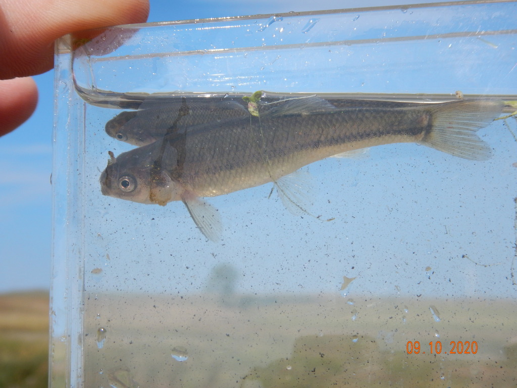 Fathead Minnow from Jerauld County, SD, USA on September 10, 2020 at 11 ...