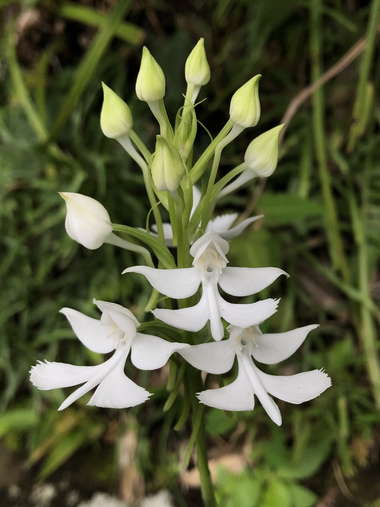 Phantom Orchid in September 2020 by JODY HSIEH · iNaturalist