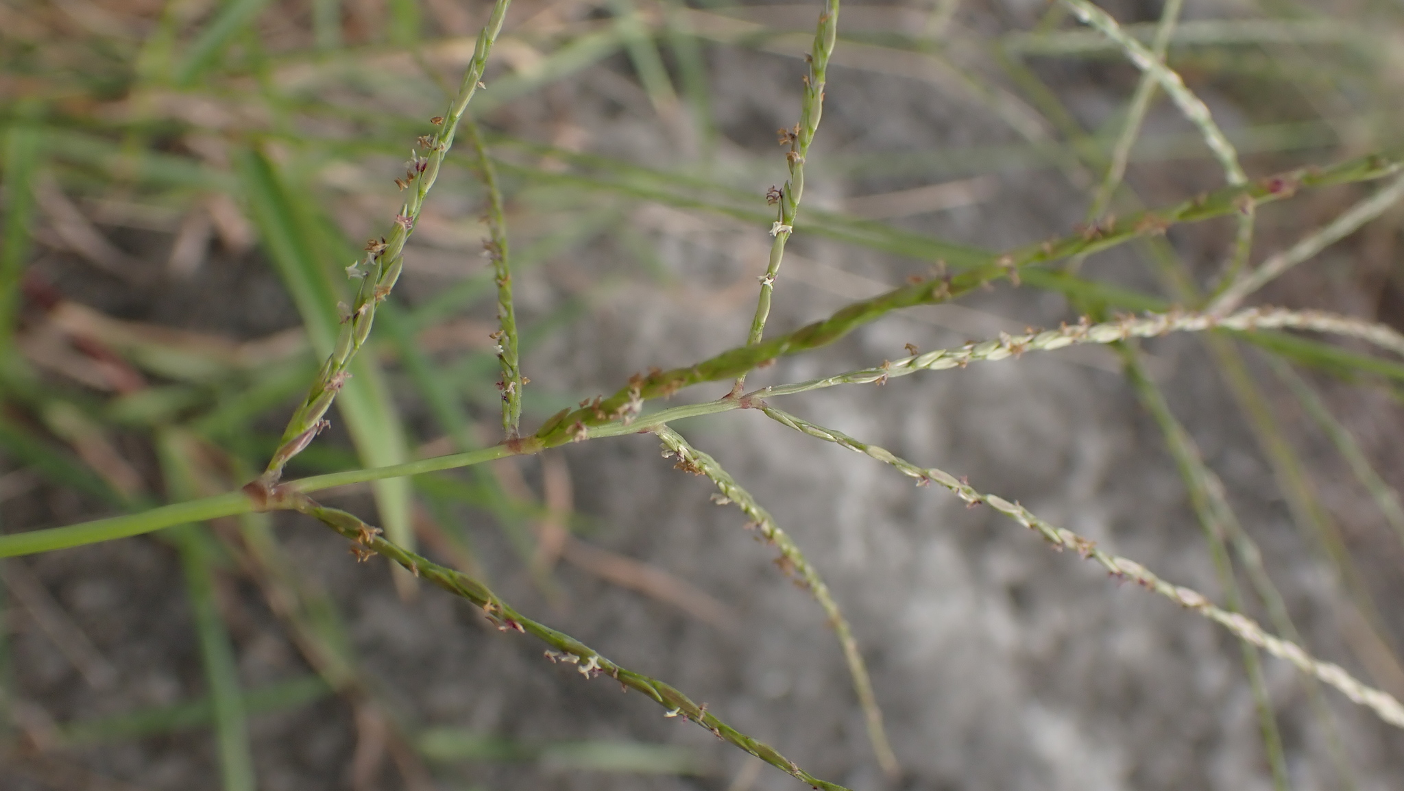 Digitaria setigera Roth