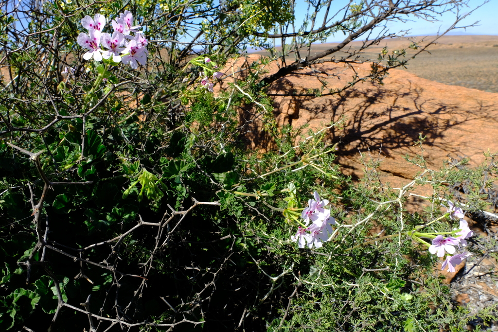 cactus geranium from Langberg 1 on August 26, 2020 at 12:12 PM by Nick ...