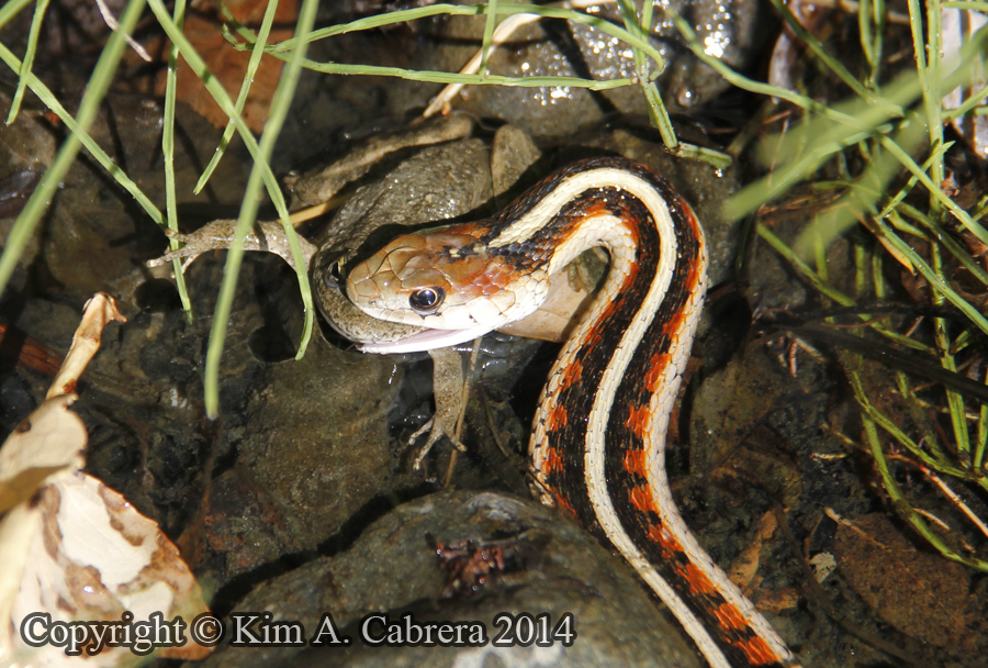 California Red-sided Garter Snake in June 2014 by Kim Cabrera ...