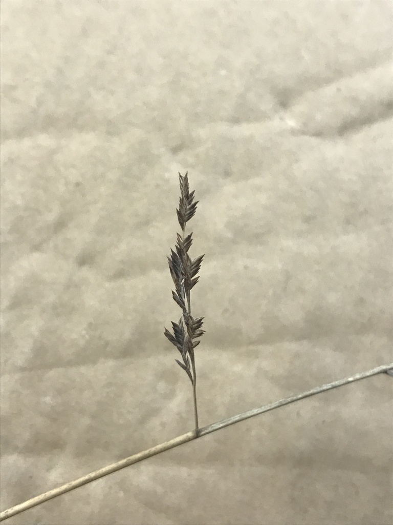 Red Lovegrass from Victoria County, US-TX, US on September 11, 2020 at ...