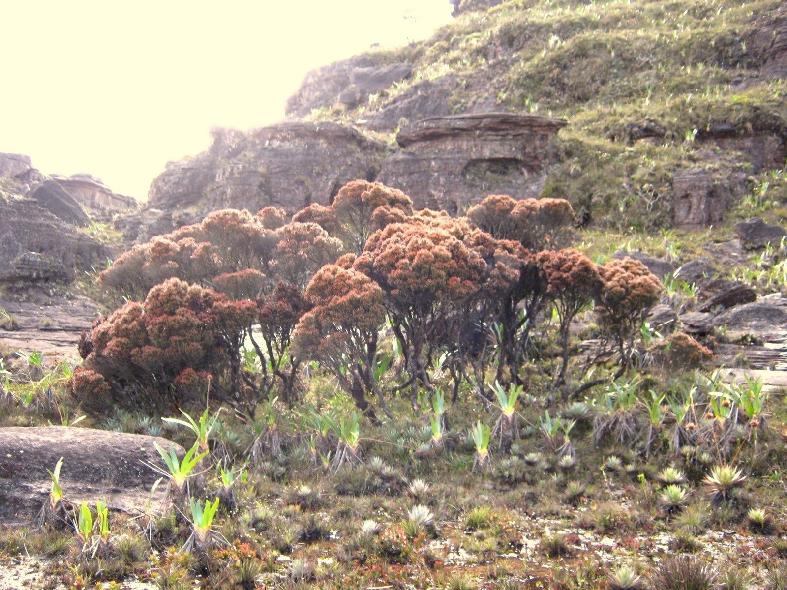 Bonnetia roraimae Oliv.