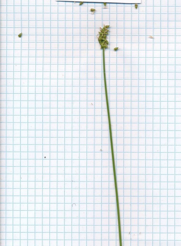 Reflexed Sedge from Camp Swift, TX 78602, USA on April 01, 2017 at 03: ...