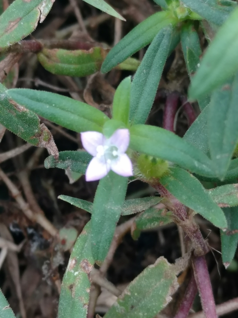 rough buttonweed from Lake Shore, MD 21122, USA on September 11, 2020 ...