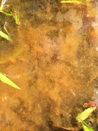 colorless sulfur bacteria (Order Hydrogenophilales) · iNaturalist