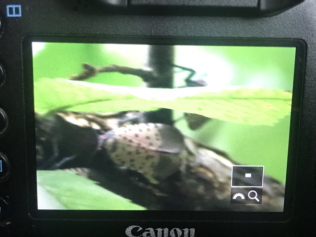 Spotted Lanternfly from Rutgers University – New Brunswick, Piscataway ...
