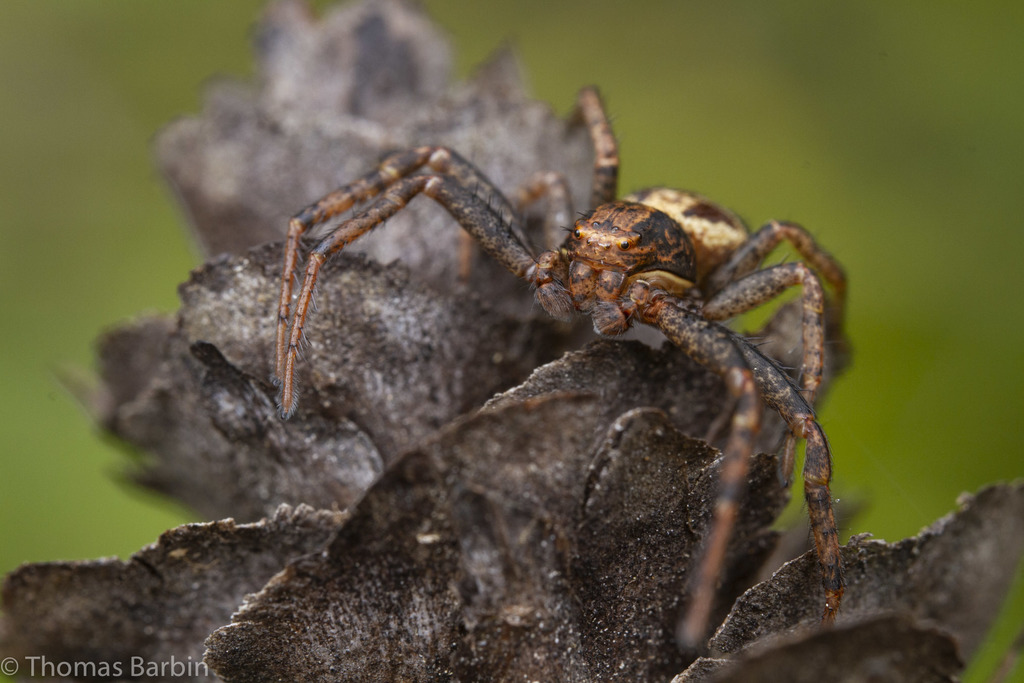 elegant crab spider from Thompson-Nicola, British Columbia, Canada on ...