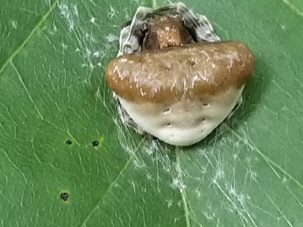 Toadlike Bolas Spider from 6, MD, USA on September 11, 2020 at 03:01 PM ...