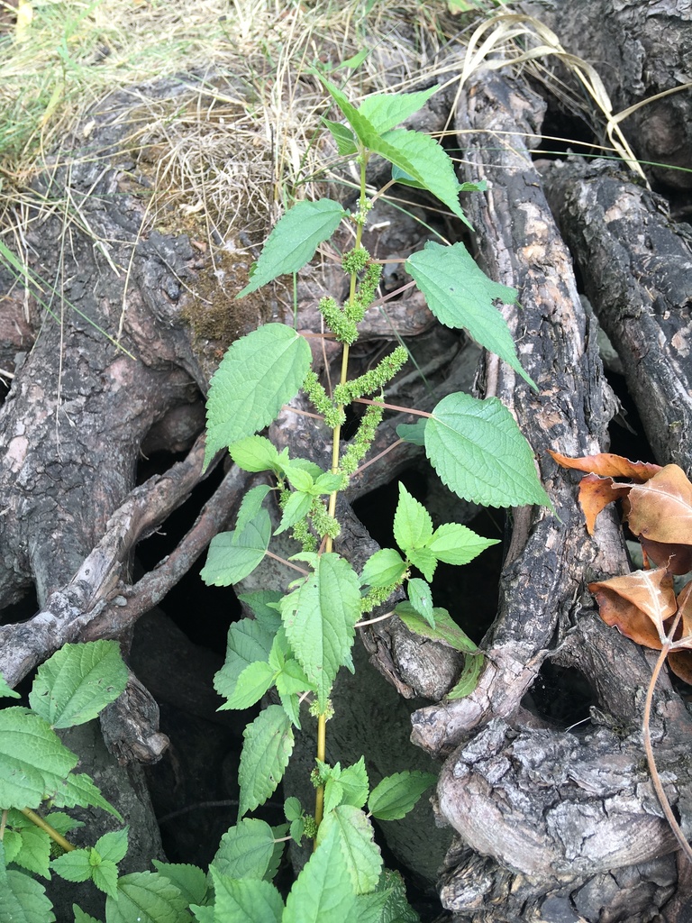 false nettle from Lake Outlet, Syracuse, NY, US on September 11, 2020 ...