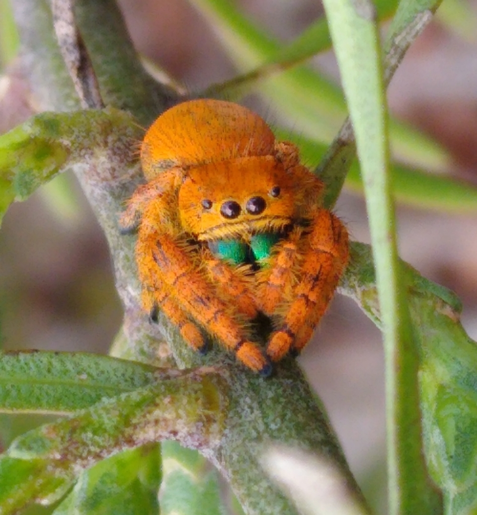 Apache Jumping Spider from Archbold Biological Station on September 11 ...