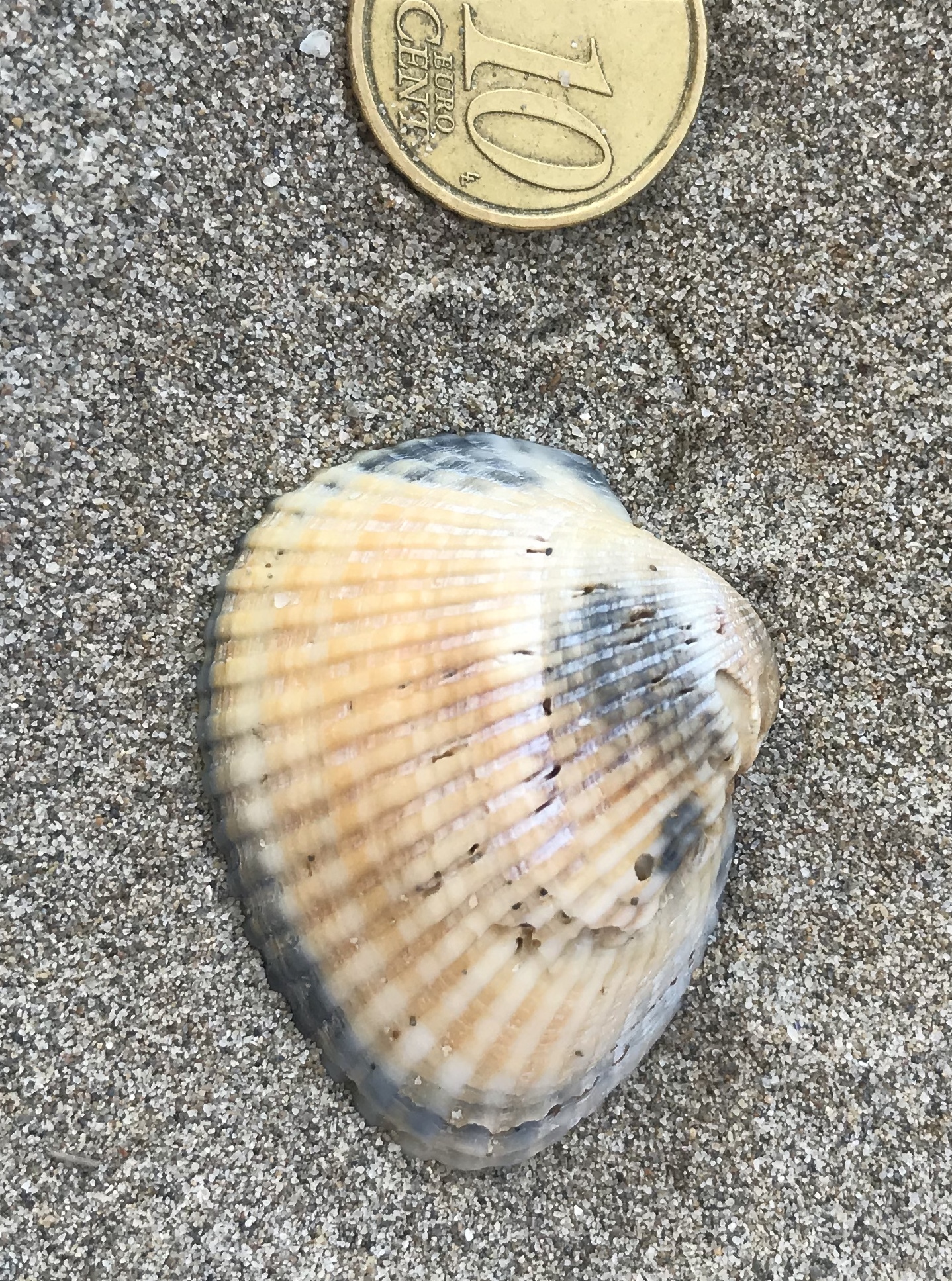 Anadara inaequivalvis (Bruguière, 1789)