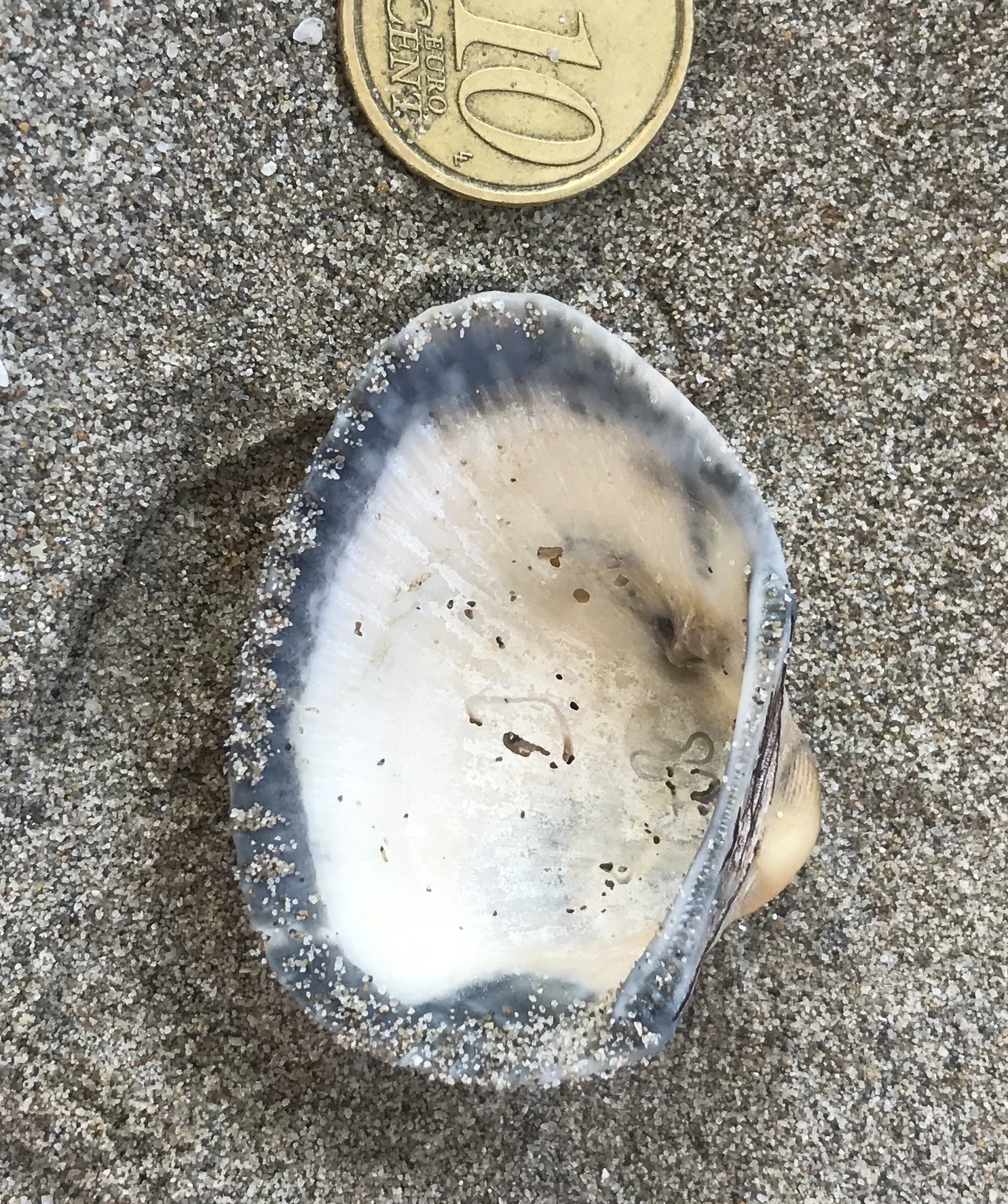 Anadara inaequivalvis (Bruguière, 1789)