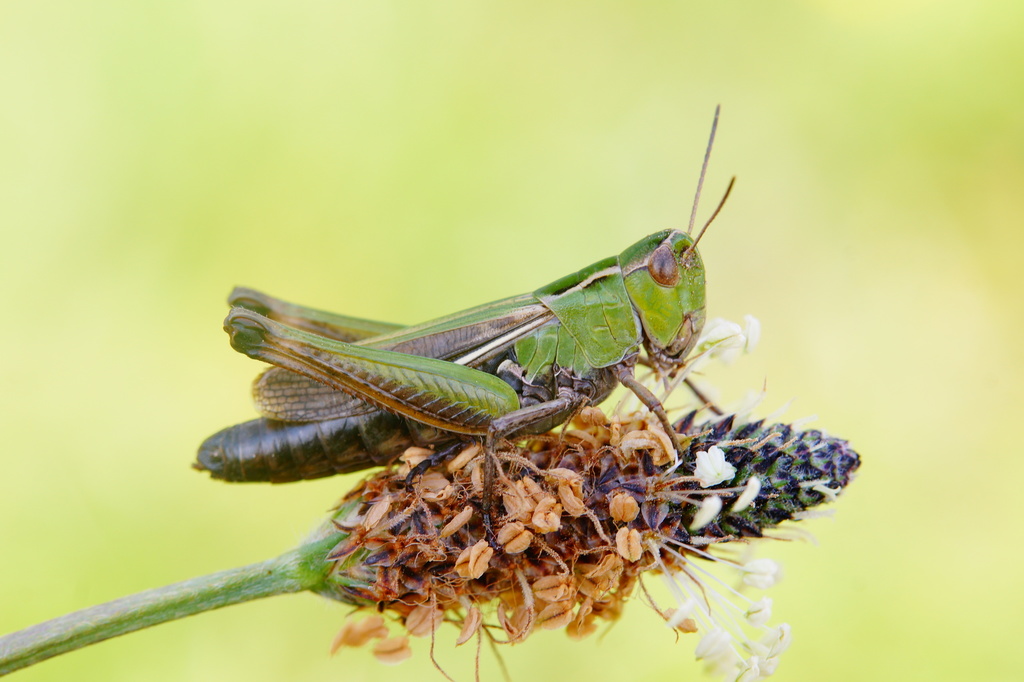 Stripe-winged Grasshopper (Heuschrecken (Orthoptera: Saltatoria) in ...