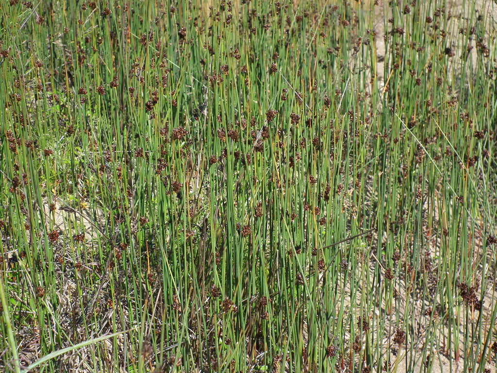 Arctic Rush from Kenora District, ON, Canada on July 28, 2013 at 04:43 ...