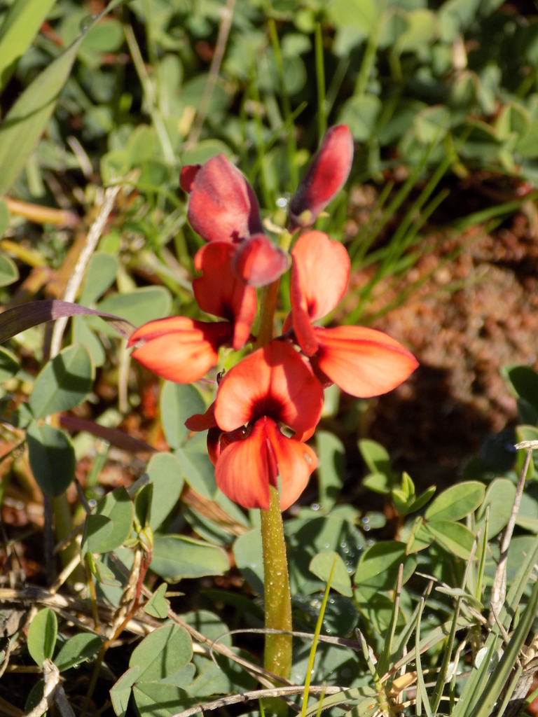 Trailing Indigo (Elandsberg Nature Reserve Biodiversity) · iNaturalist